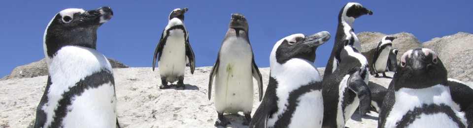 About Connect-123's International Internship Programs