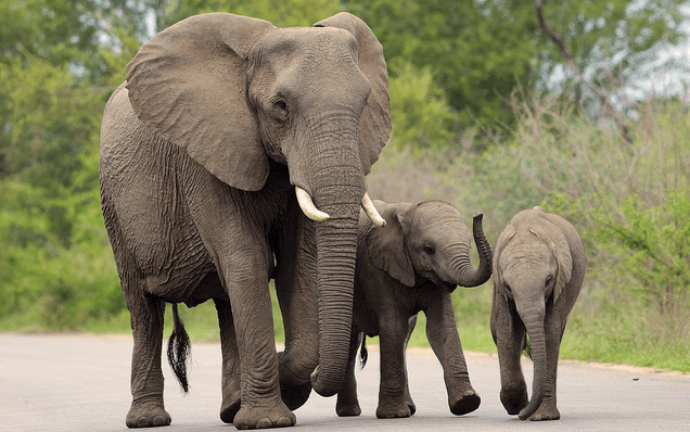 Cape Town Animals | Connect-123